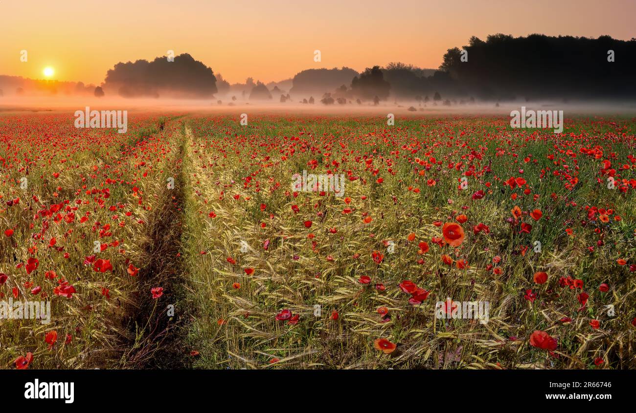 A misty sunrise on a poppy field, Denmark Stock Photo - Alamy