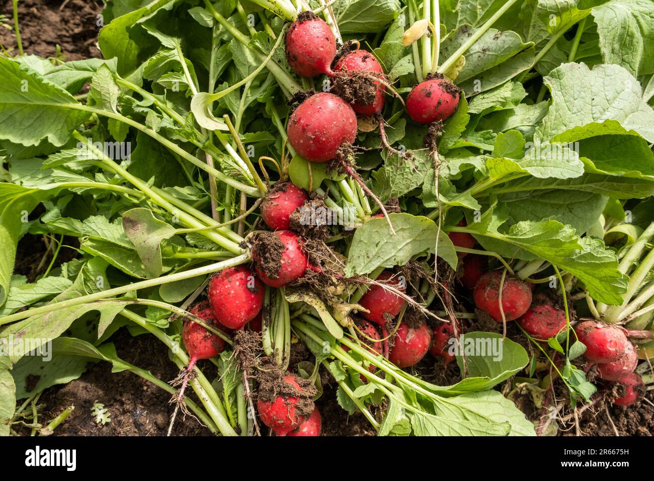 Harvested radish crop lies on the garden bed Stock Photo - Alamy
