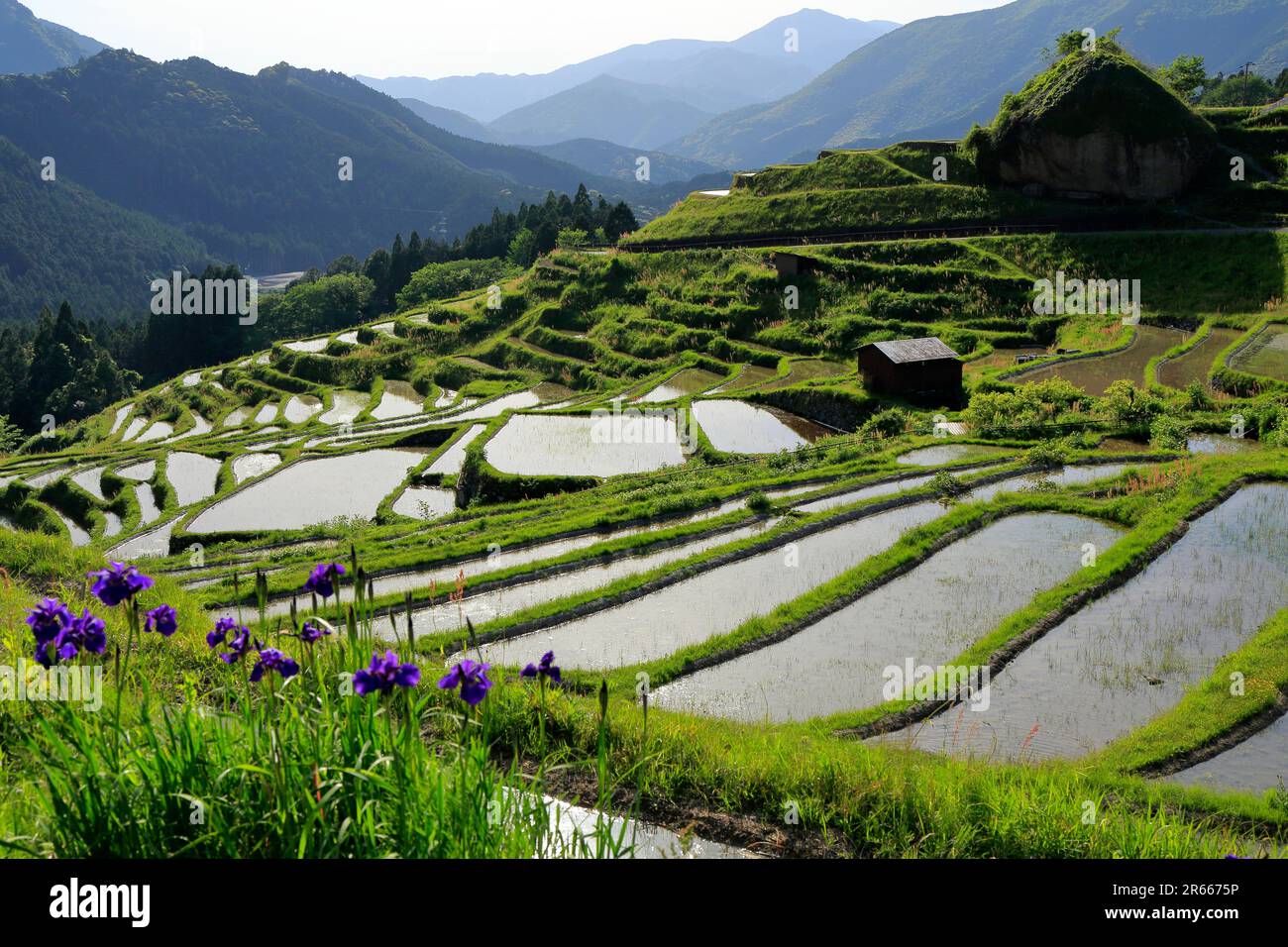 Maruyama senmaida’s terrace Stock Photo - Alamy