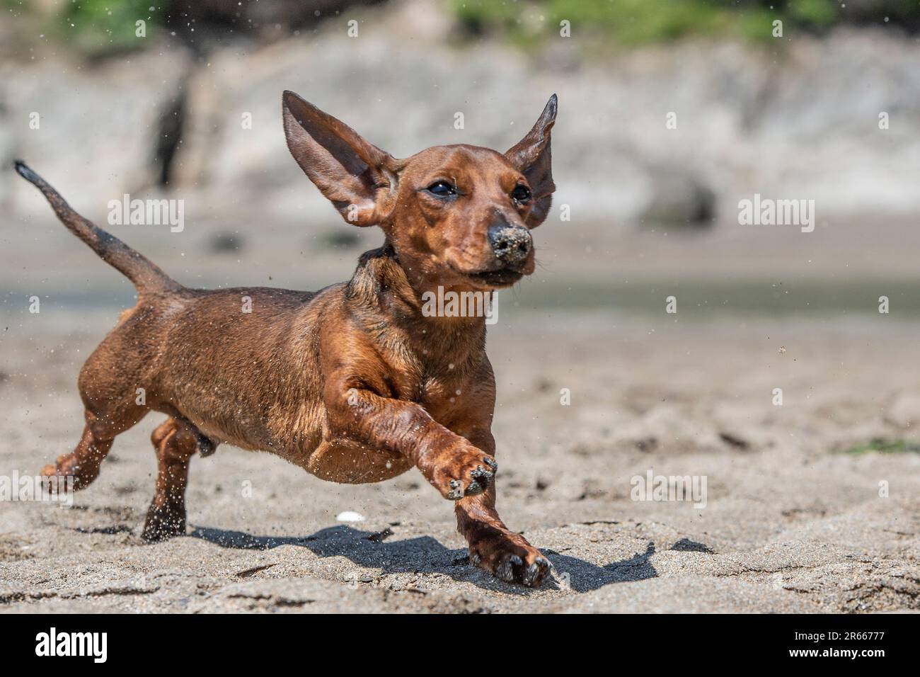 Dachshund running on the beach Stock Photo - Alamy