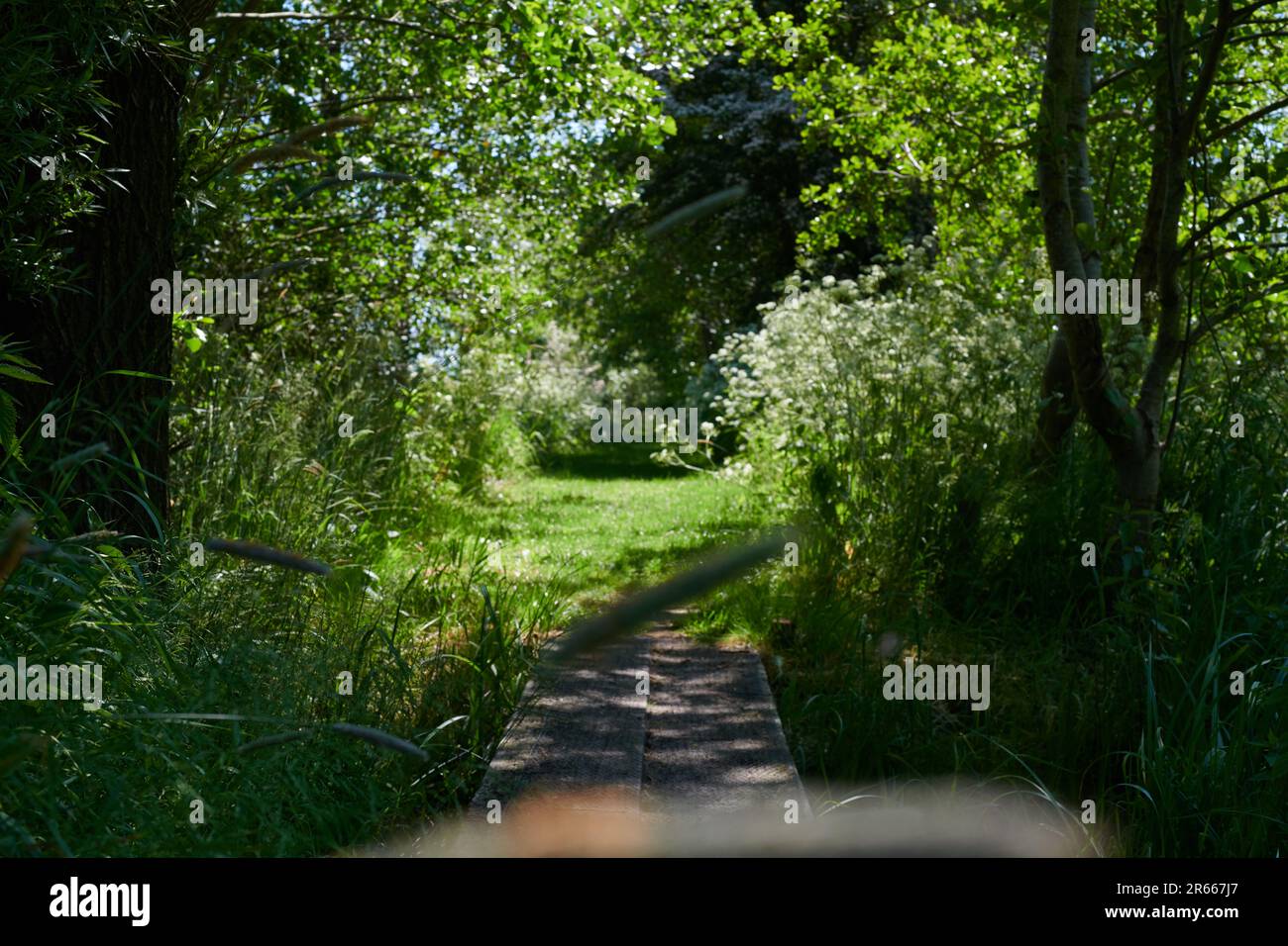 Beautiful forest path in spring sunshine Stock Photo - Alamy