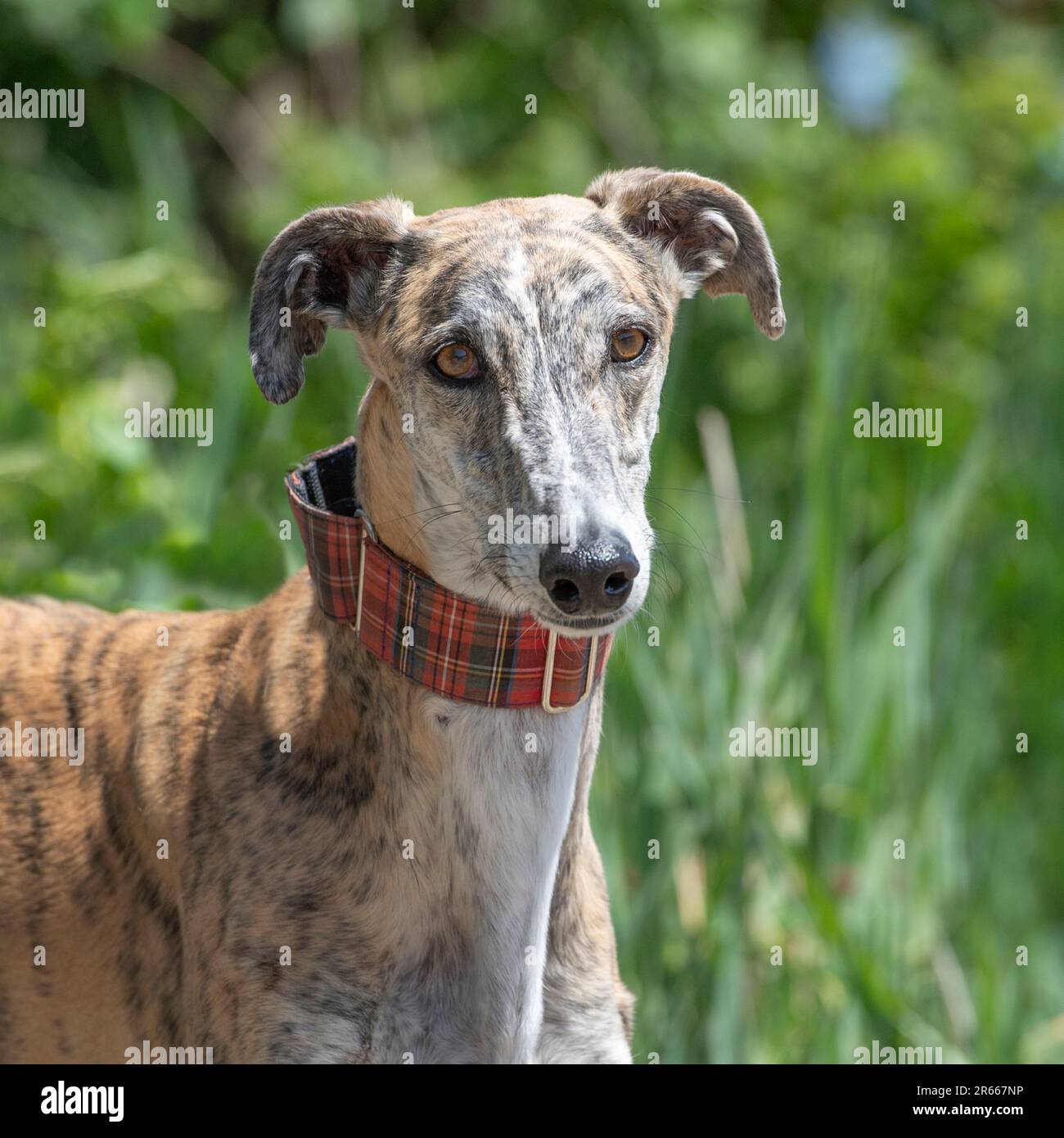 Galgo pet hi-res stock photography and images - Alamy