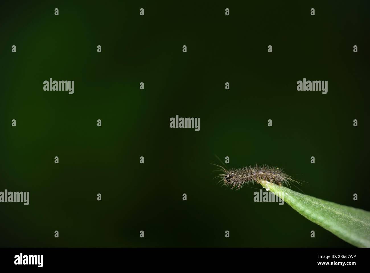 Single small, hairy caterpillar (Lepidoptera) on a leaf, macro ...