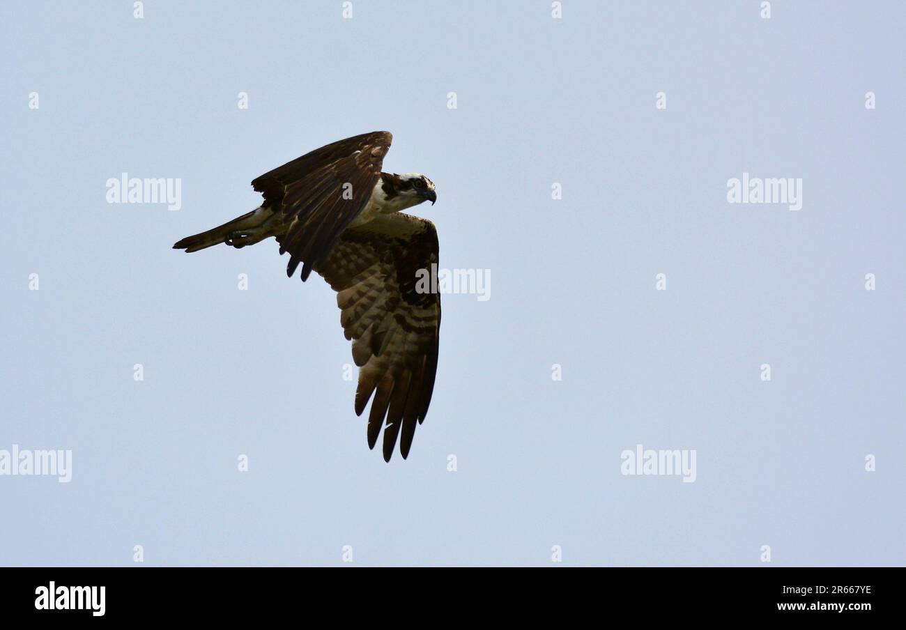 Osprey flying fish over river hi-res stock photography and images - Alamy