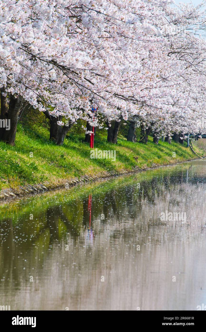 Suigo Tour and Cherry Blossoms Stock Photo - Alamy