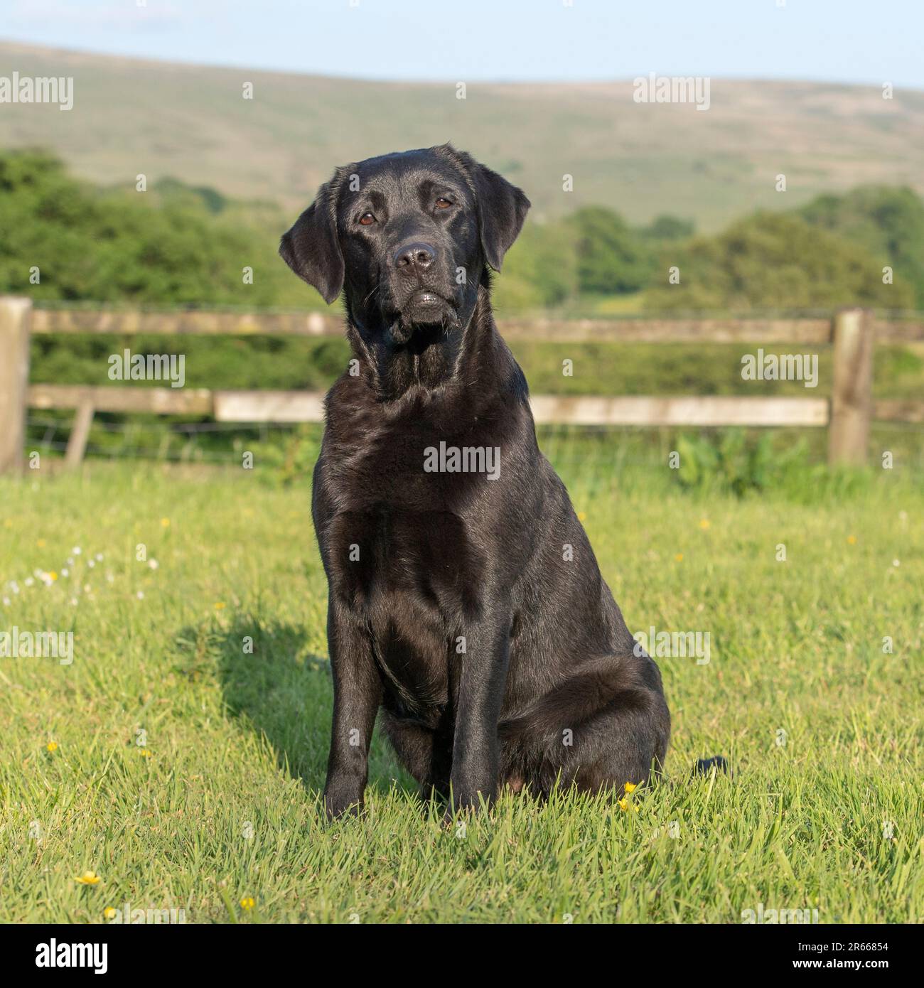 black labrador retriever Stock Photo - Alamy