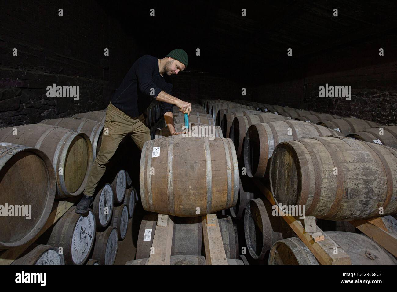 Drawing sample of Scottish Whisky from an oak cask bunghole, using a ...