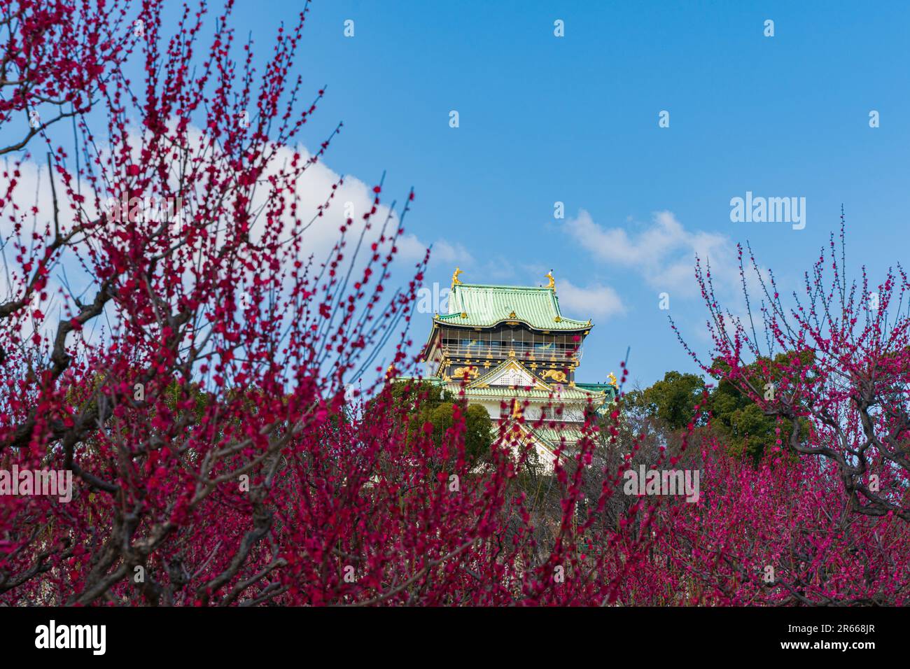 Osaka Castle and plum grove Stock Photo - Alamy