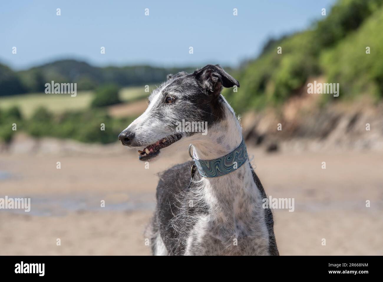 Dog on summer beach hi-res stock photography and images - Alamy