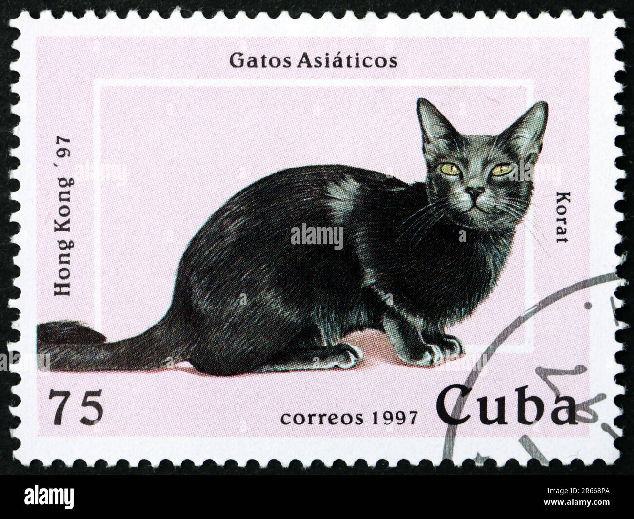 CUBA - CIRCA 1997: a stamp printed in Cuba shows the korat cat, is a ...