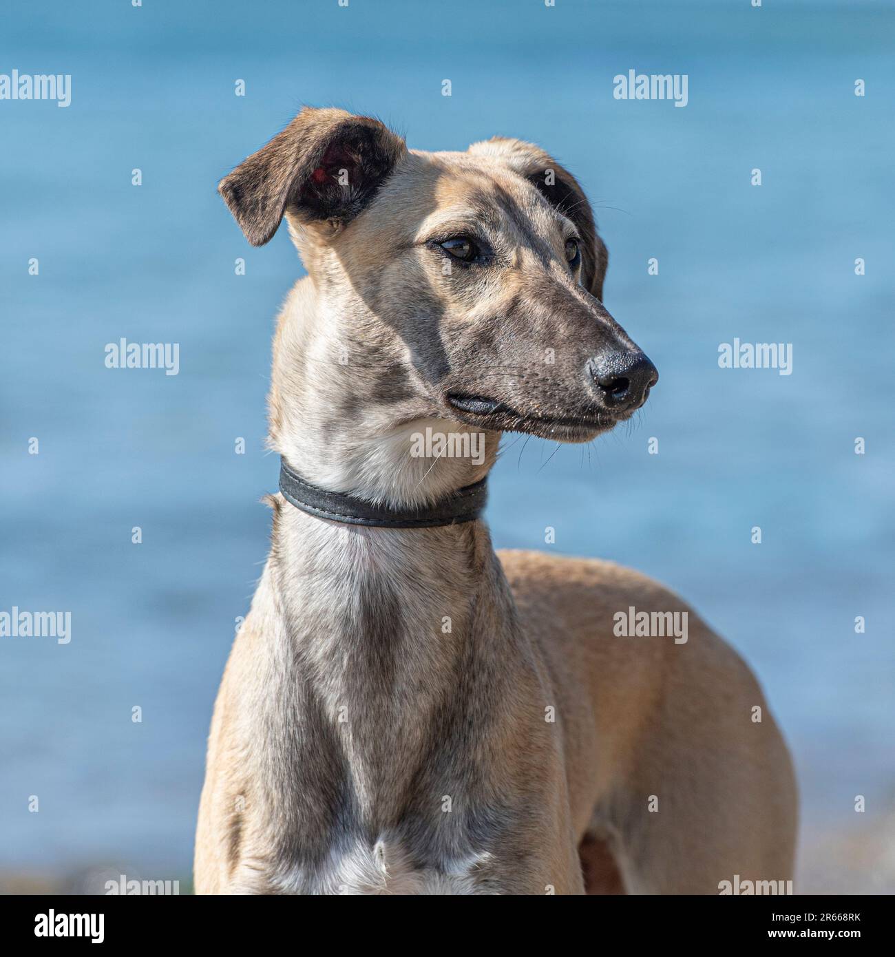 Portrait pet lurcher dog hi-res stock photography and images - Alamy