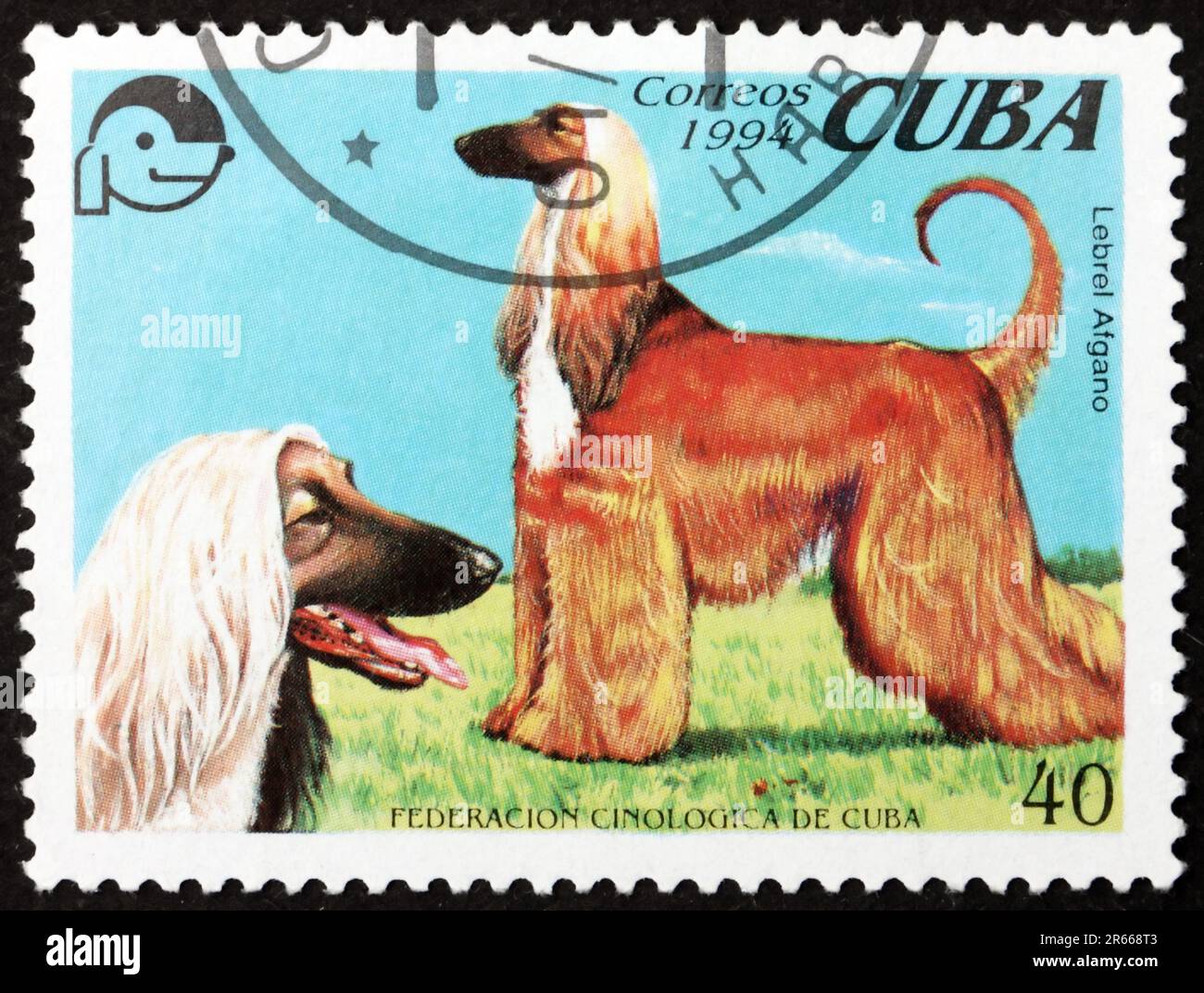 CUBA - CIRCA 1994: a stamp printed in Cuba shows Afghan hound, is a ...