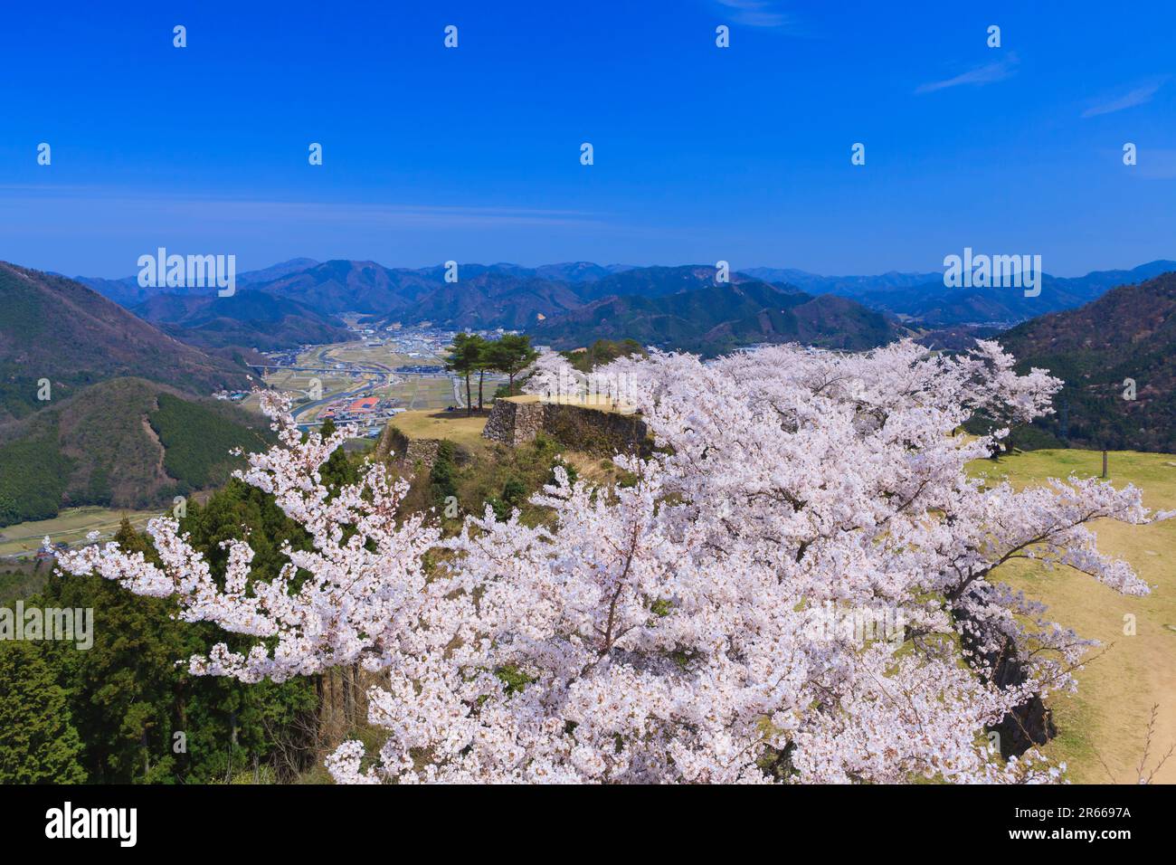 Cherry blossoms at Takeda Castle Stock Photo - Alamy