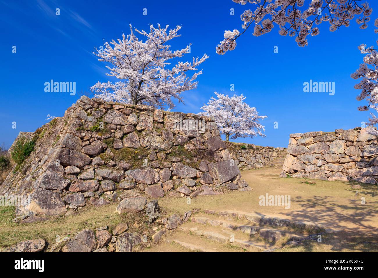 Cherry blossoms at Takeda Castle Stock Photo - Alamy