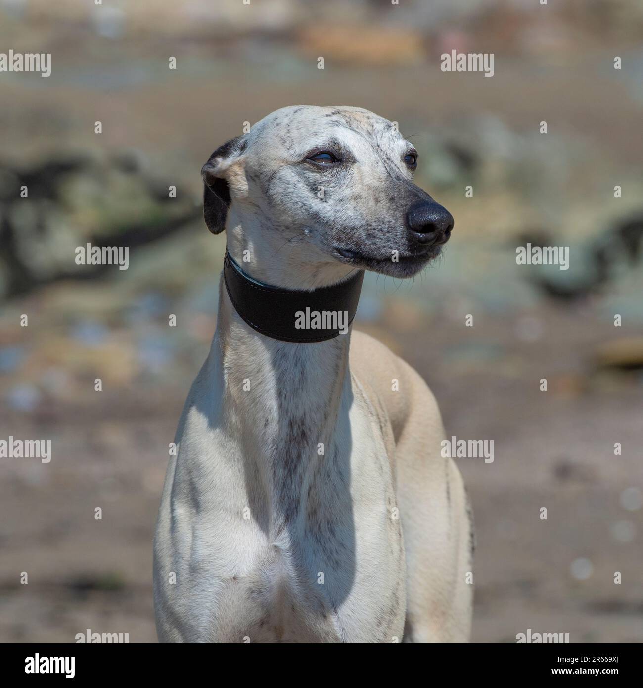 Whippet collar hi-res stock photography and images - Alamy