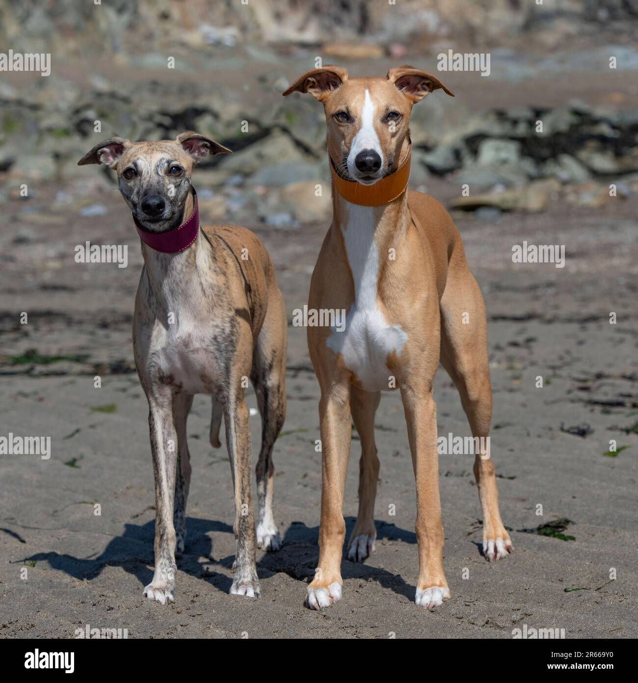 Two whippets hi-res stock photography and images - Alamy