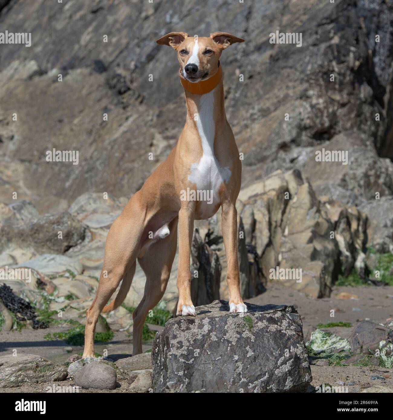 Whippet on the beach hi-res stock photography and images - Alamy