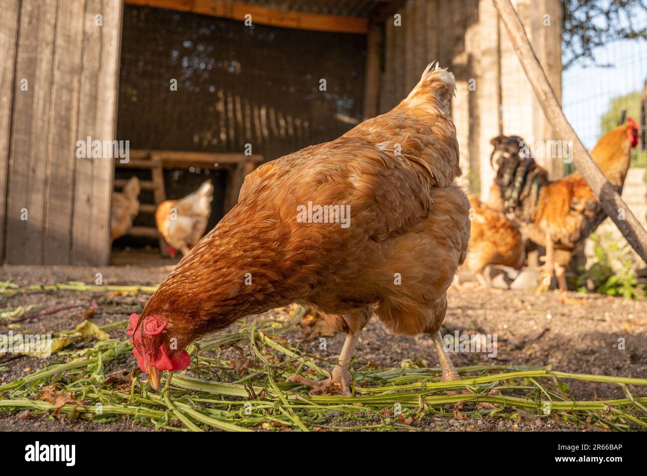 Metal chicken feeder hi-res stock photography and images - Alamy