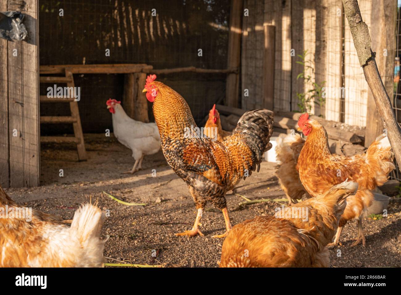 A group of chickens congregating in an outdoor enclosure surrounded by ...