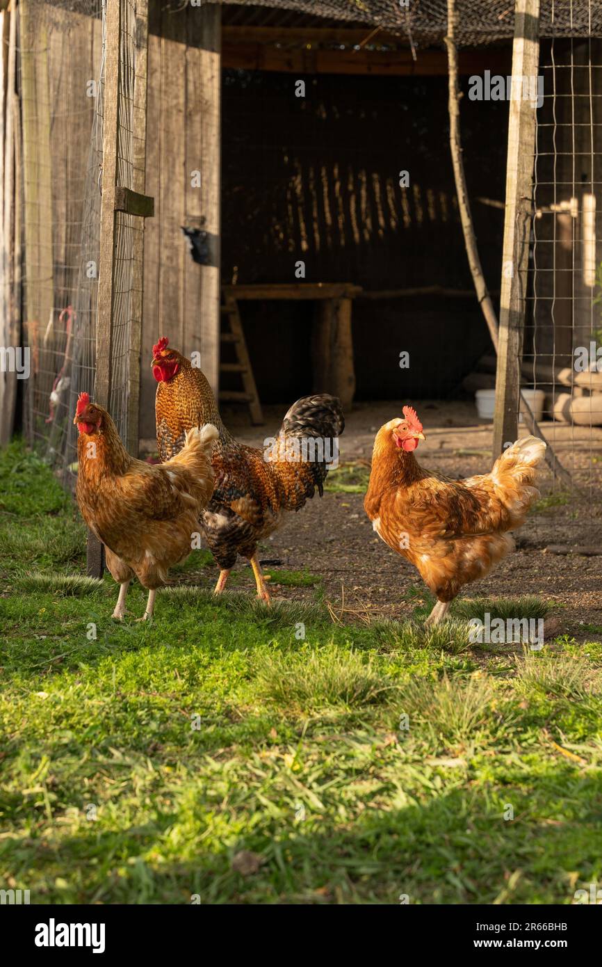 A pair of chickens stand in a rural setting, surrounded by rustic old ...