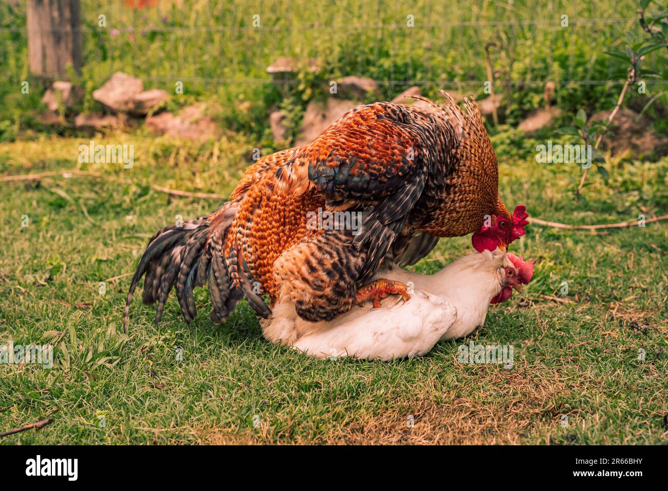 A white chicken stands in a grassy field, pecking at a pile of downy ...