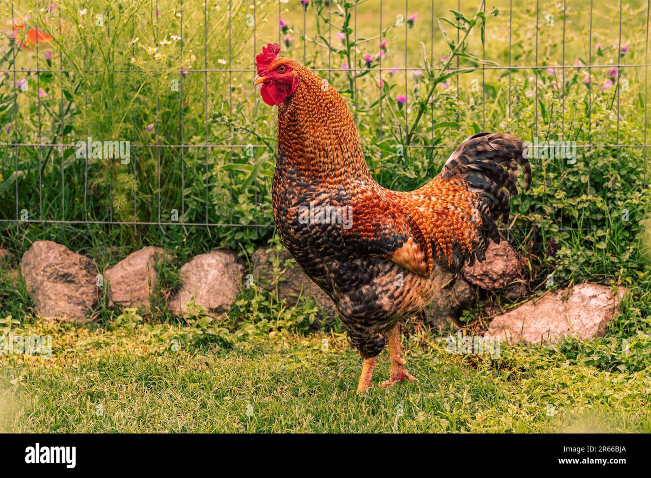 A beautiful stock photo of a chicken standing in a lush green grassy ...