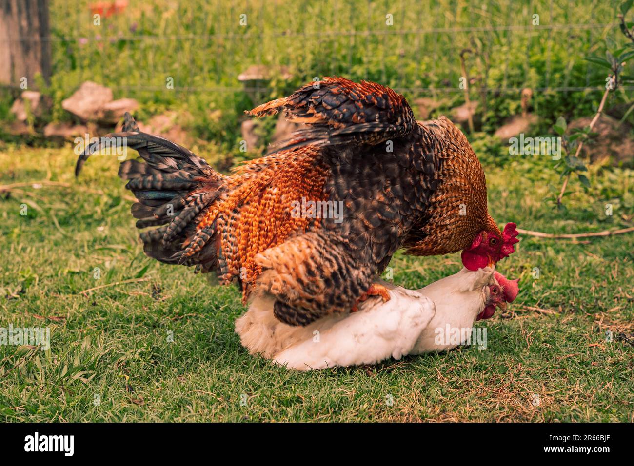 Feathered alert hi-res stock photography and images - Alamy