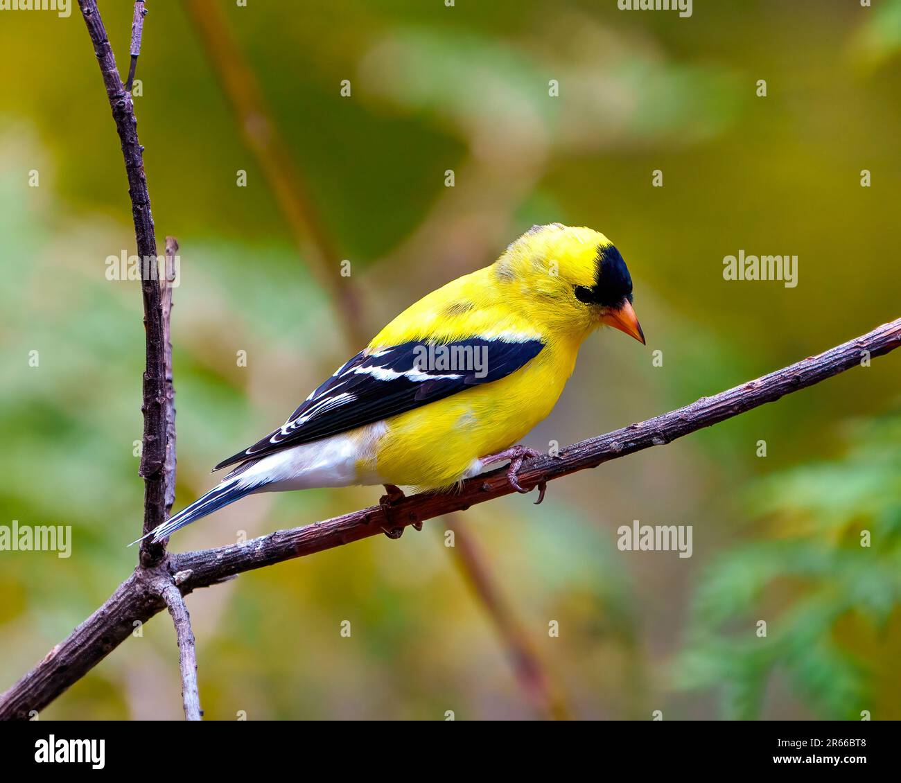 American Goldfinch male close-up side view perched on a branch with ...