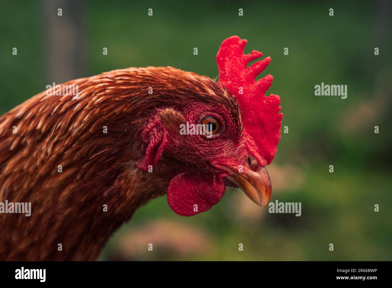 Red plumage atop hi-res stock photography and images - Alamy