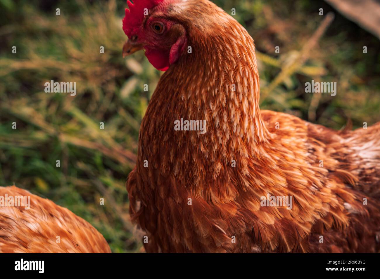 Two brown chickens standing in a grassy meadow beside a rural structure ...
