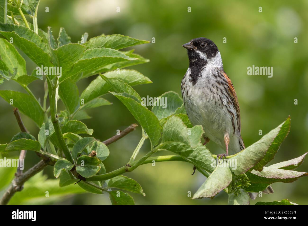 Reed bunting (Emberiza schoeniclus) on the banks of the River Tay ...