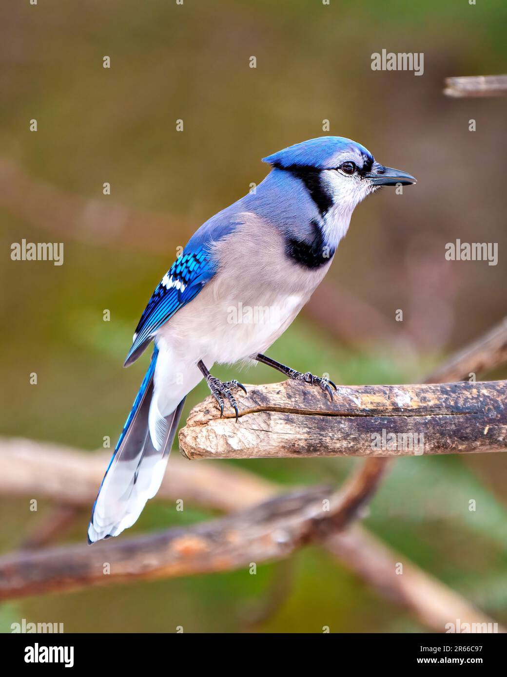 Blue Jay close-up side view perched on a tree branch with a blur forest background in its ...
