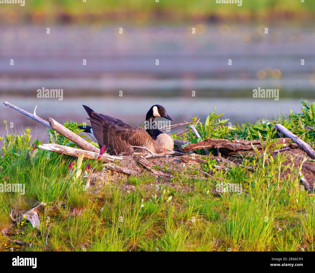 Canada goose nest on beaver hi-res stock photography and images - Alamy