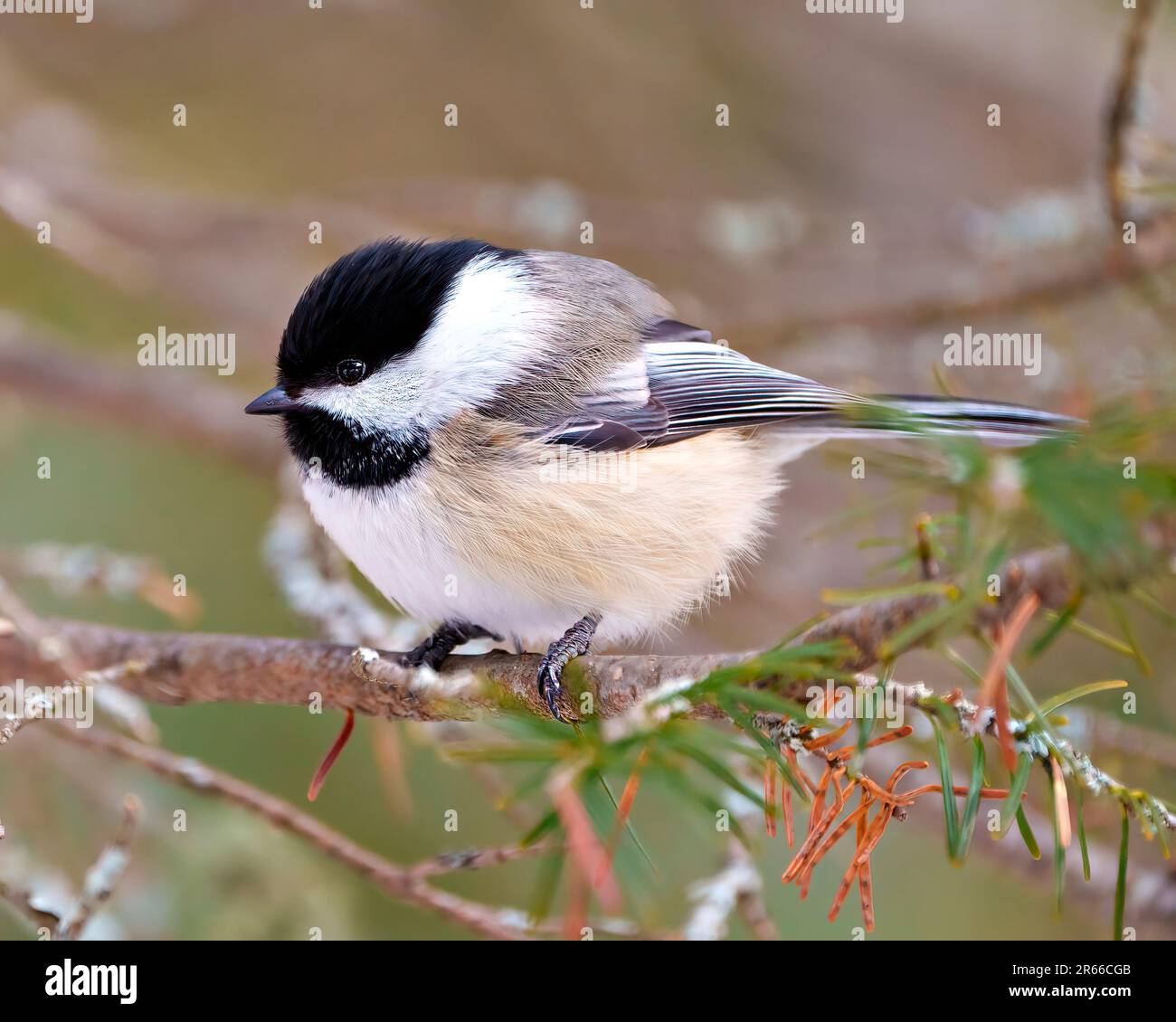 Chickadee close-up profile side view perched on a coniferous tree ...