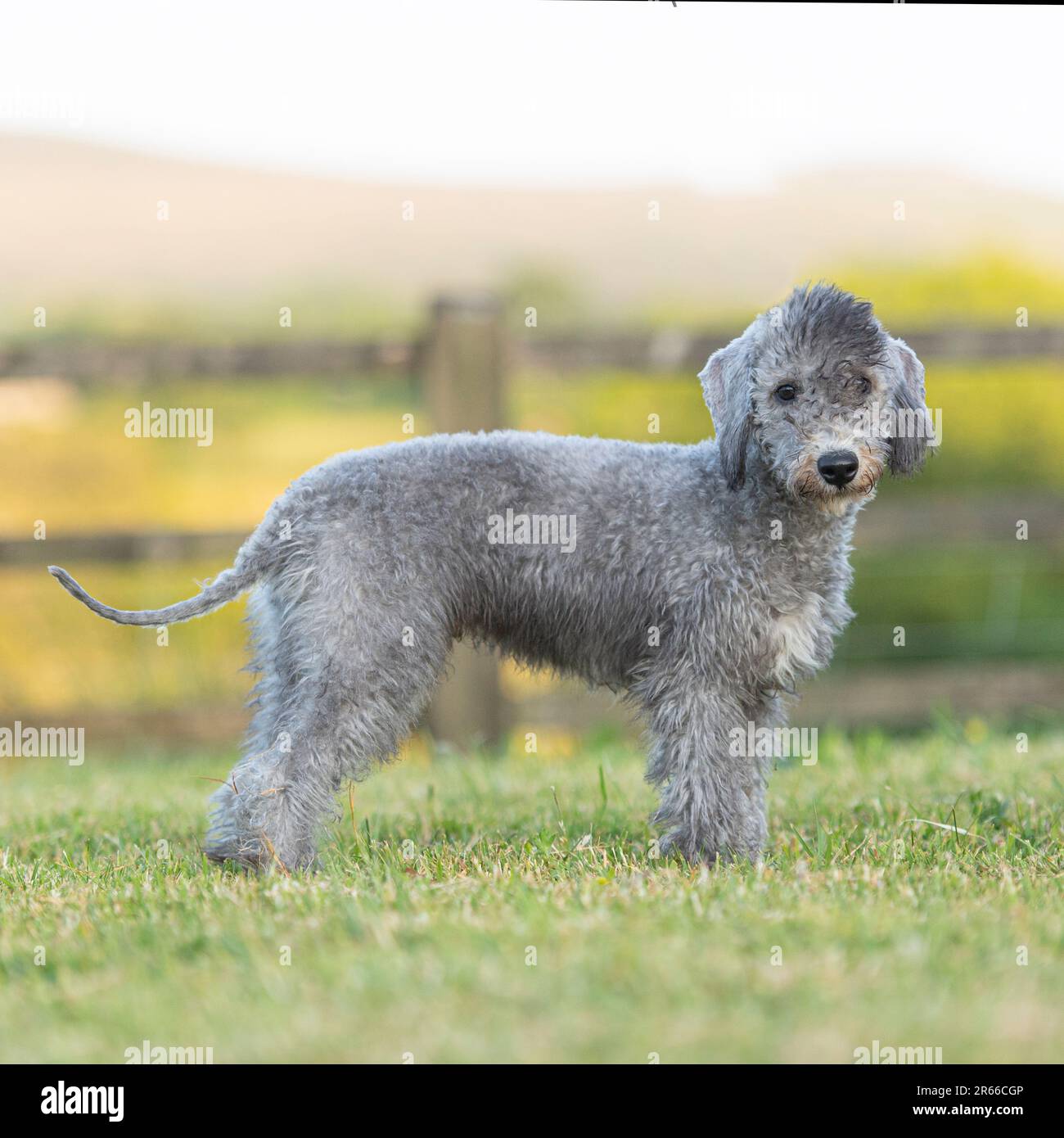 Bedlington terrier puppy hi-res stock photography and images - Alamy