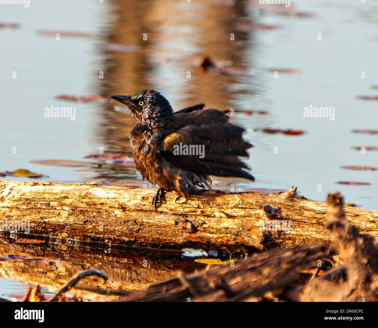 Common Grackle standing on a log coming out of water with a feathers ...