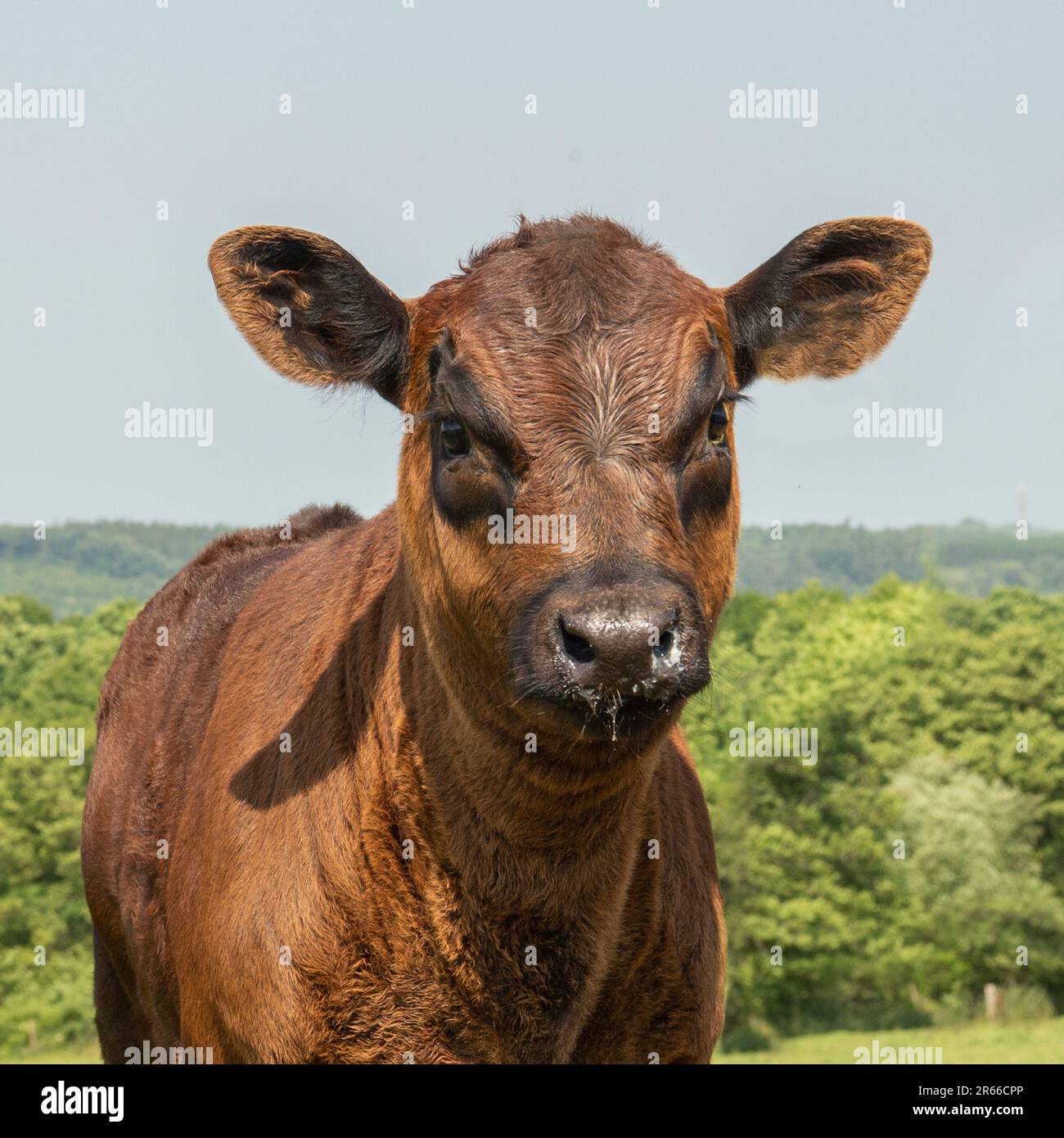 Aberdeen Angus calf Stock Photo - Alamy