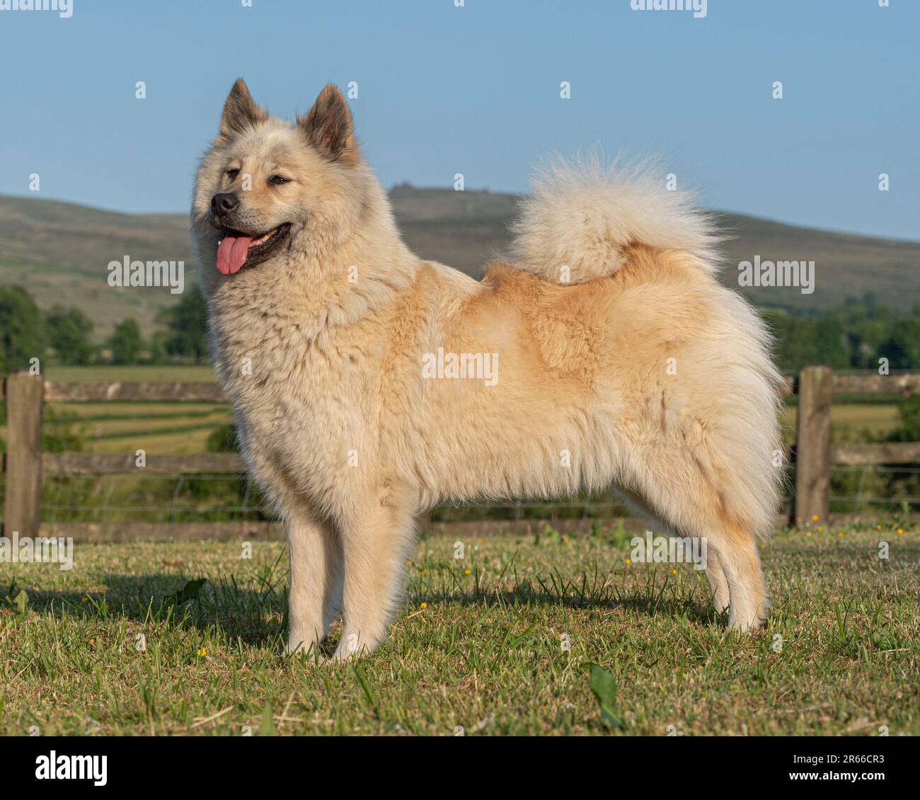 Stand dog hi-res stock photography and images - Alamy