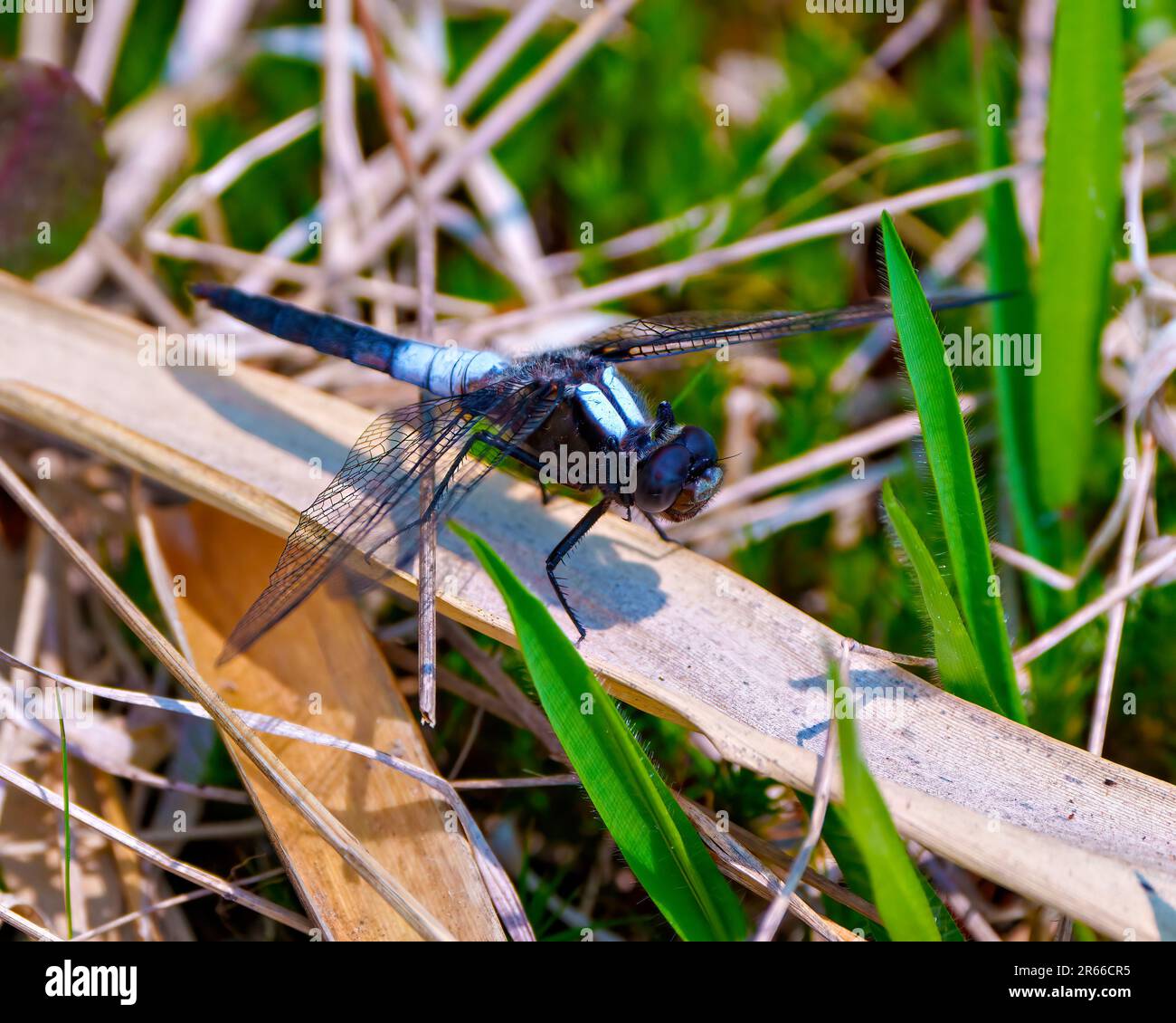 Common Dragonfly with its wing spread, resting on a marsh vegetation ...