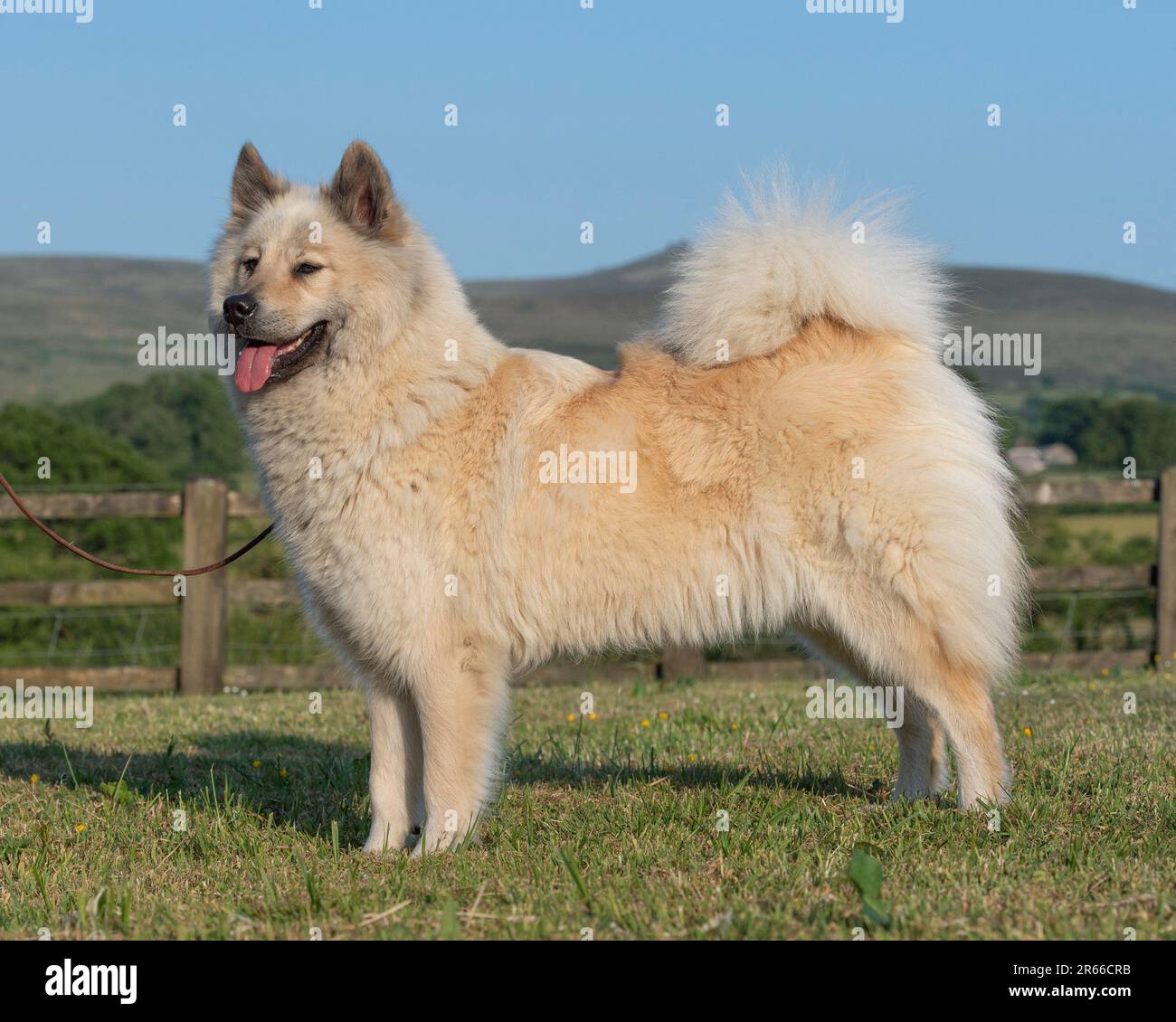 Eurasier