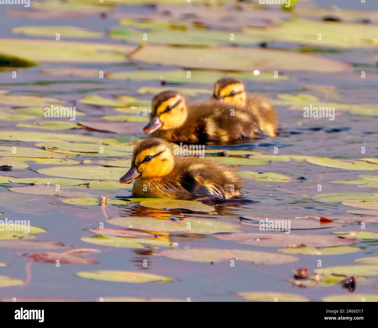 Duck baby chicks in the water swimming with water lily surrounding them ...