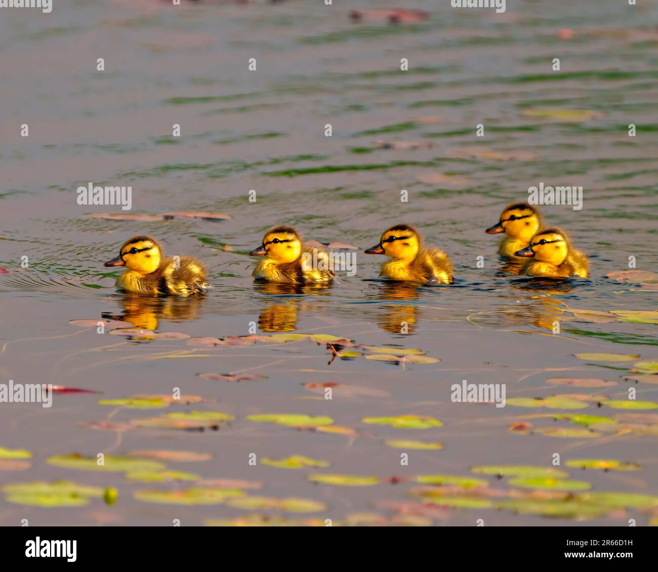 Duck baby chicks in the water swimming with water lily surrounding them ...