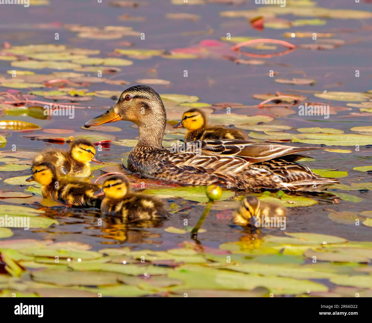 Duck mother with her baby chicks swimming in the water with water lily ...