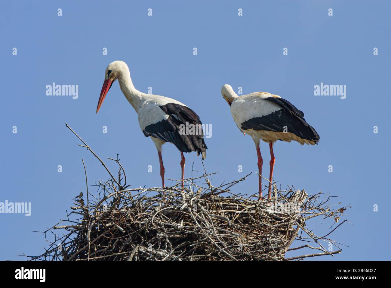 Couple young storks in hi-res stock photography and images - Alamy