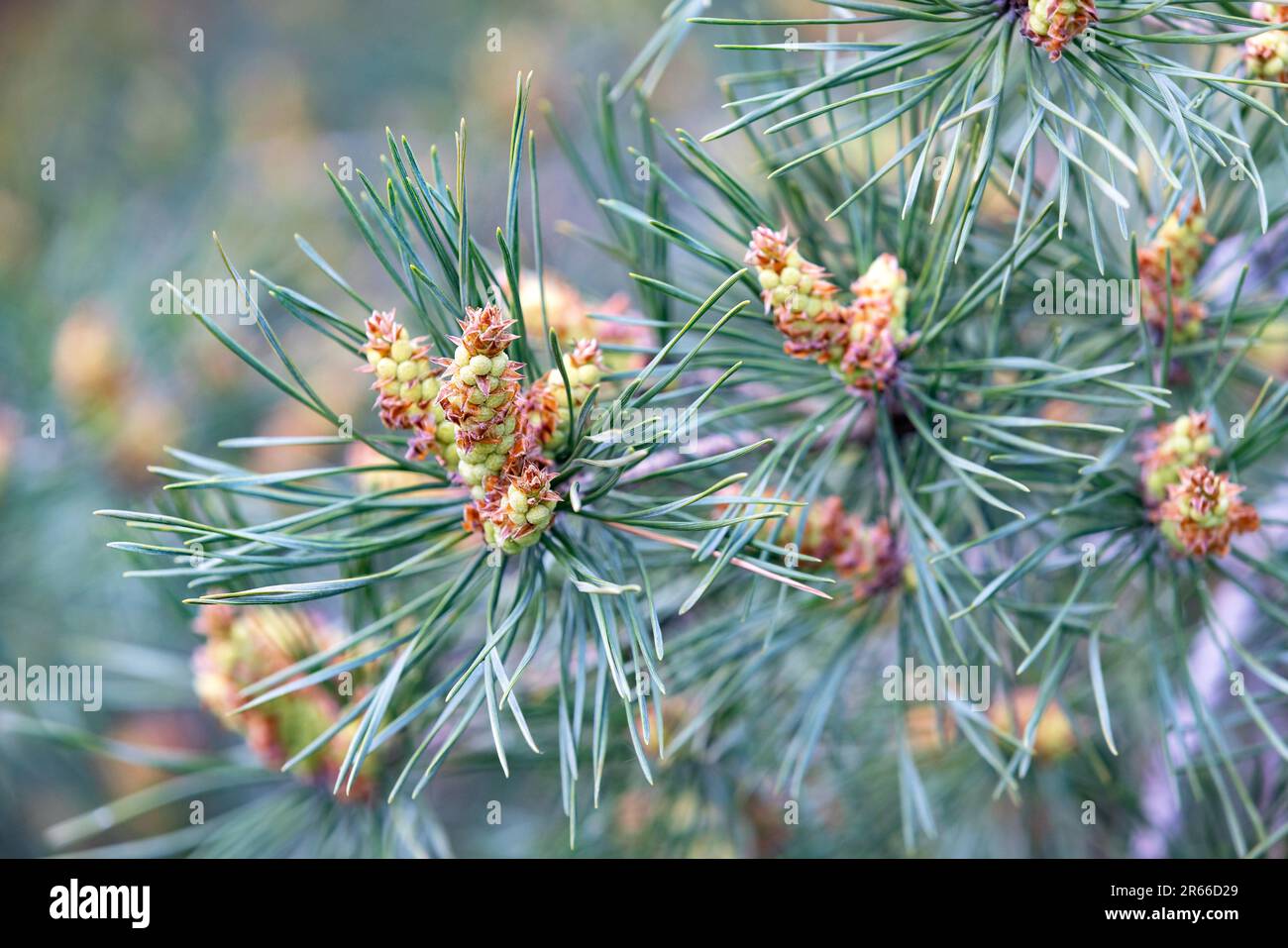 Green pine cone hi-res stock photography and images - Alamy