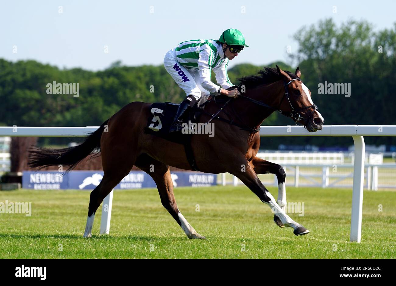 Lmay horse hi-res stock photography and images - Alamy
