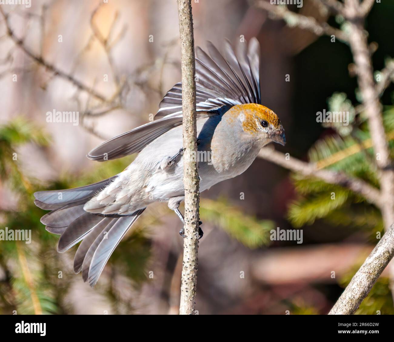 Pine Grosbeak female perched on a branch with a blur forest background ...