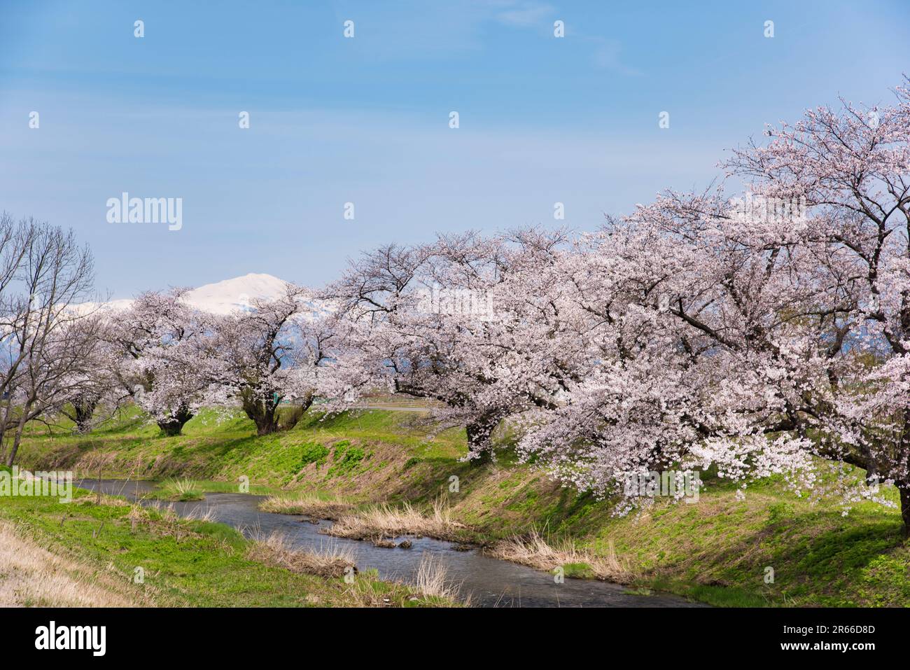 Mount Chokai and cherry trees in full bloom on both sides of ...