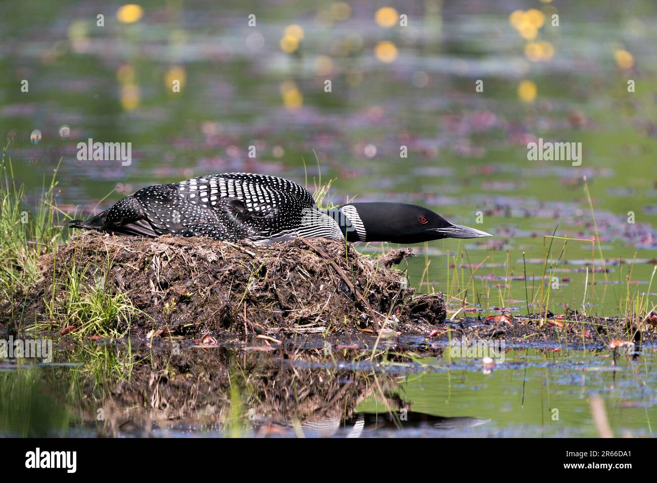Common Loon close-up view nesting on its nest with marsh grasses, mud ...