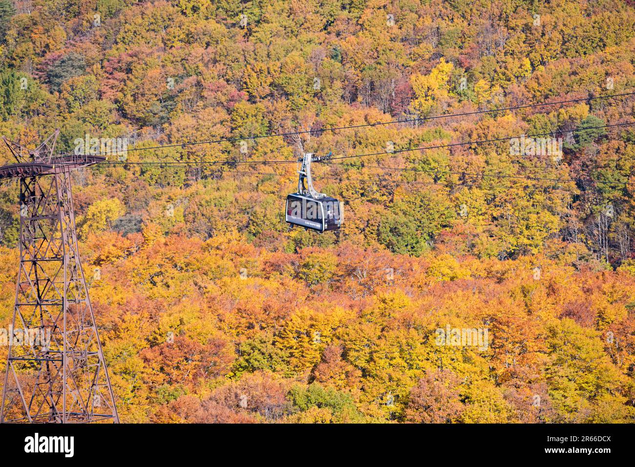 Zao Ropeway in autumn leaves Stock Photo - Alamy